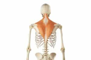 14 Easiest & Hardest Muscles To Build (ranked with solutions)