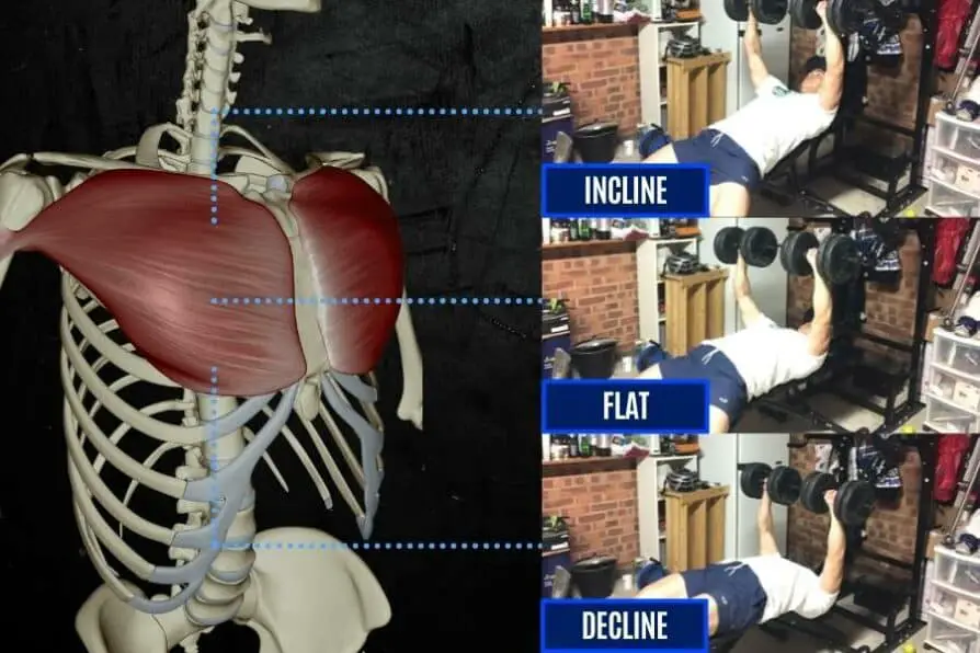 How To Bodybuild With Dumbbells (complete workout guide)